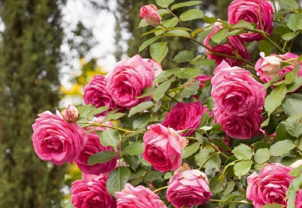 Trandafirii urcători – plantare și îngrijire - Ma-Na